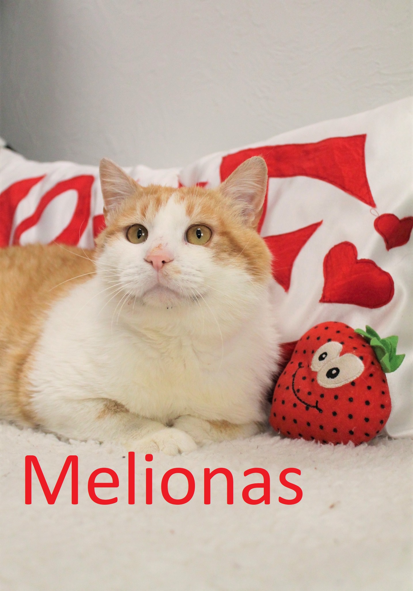 Melionas padovanotas 2025.05.31 - MGMA